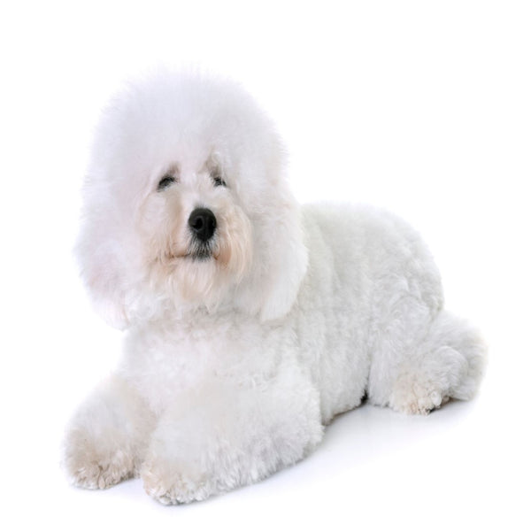 What is the best food to feed a Bichon? | Essentialfoods.ie