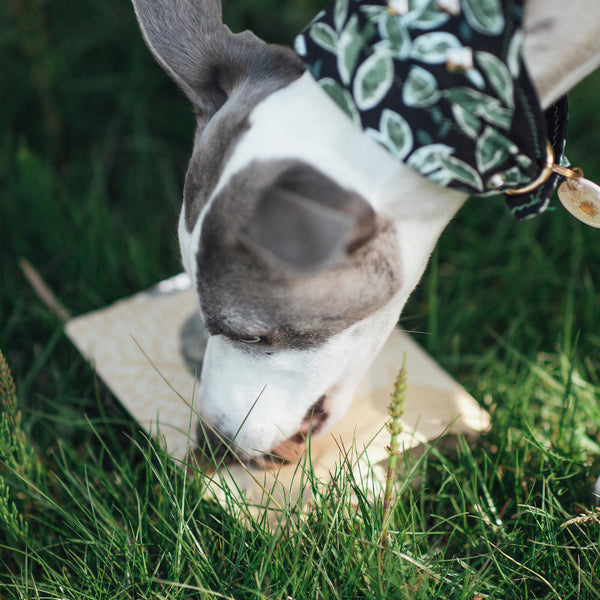 How do you break possessiveness in dogs? | Essentialfoods.ie