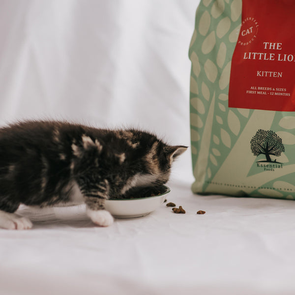 Why is my cat always hungry? | Essentialfoods.ie