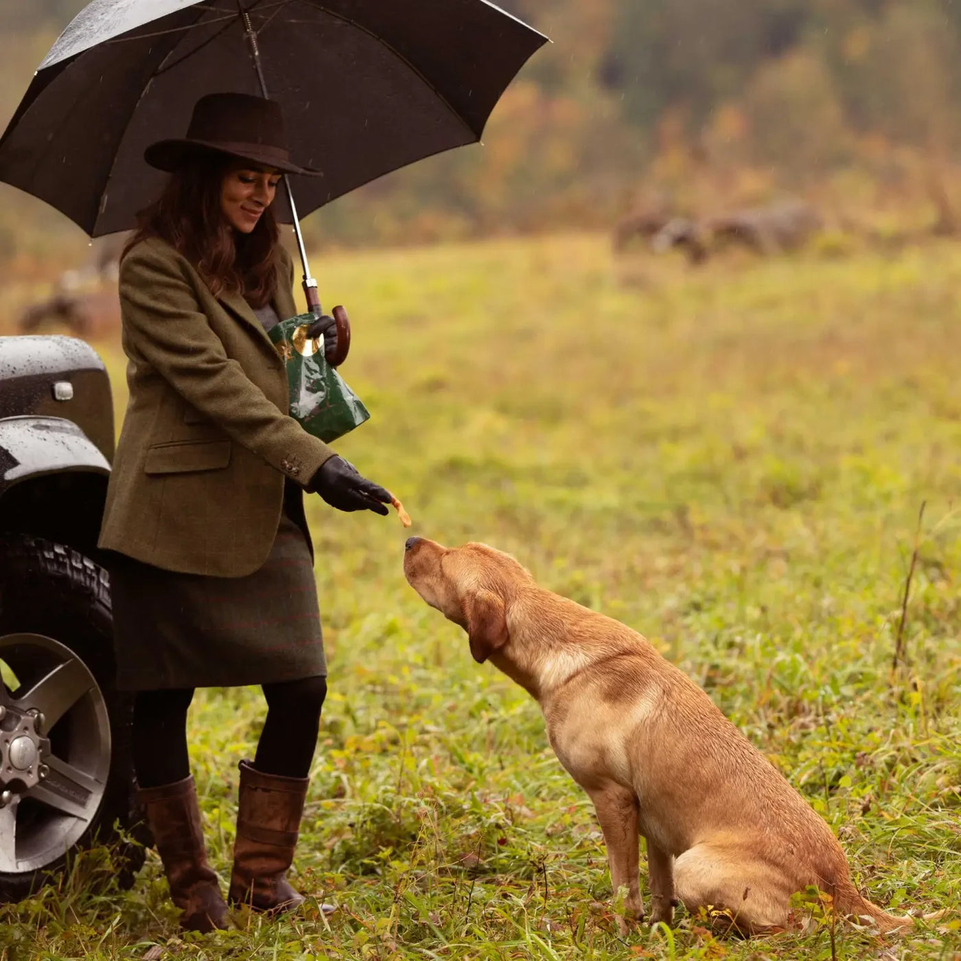 how to stop my dog begging for food? - Essentialfoods.ie